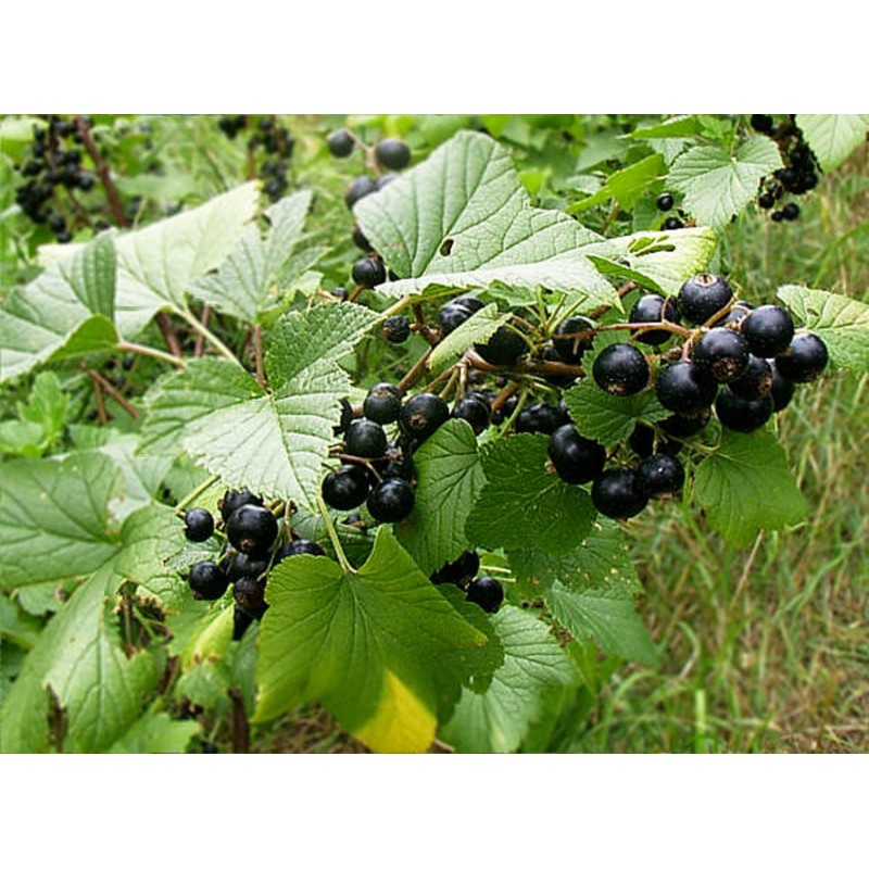 Zwarte bes Géant de Boskoop - Ribes nigrum Géant de Boskoop