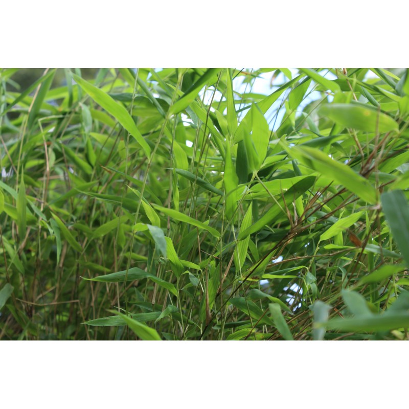 Bamboo Fargesia Nitida great wall