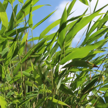 Bamboo Fargesia Nitida great wall