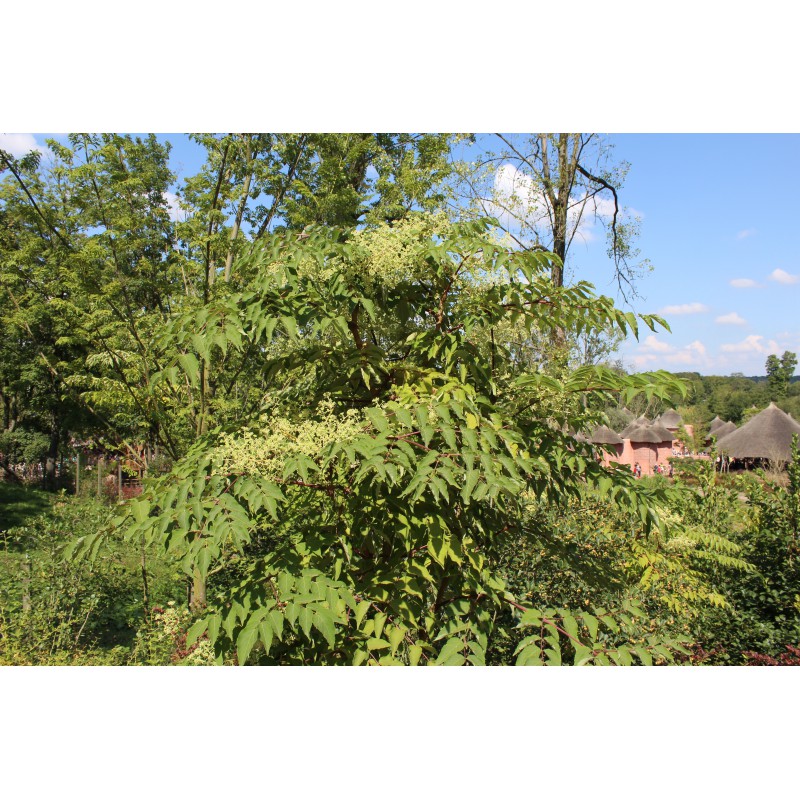 Honey Tree - Tetradium Daniellii