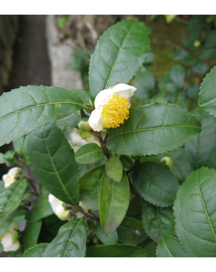 Tea shrub - Camellia sinensis