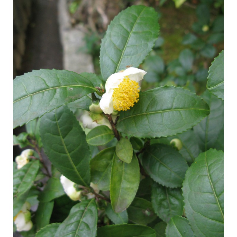 Theeplant - Camellia sinensis