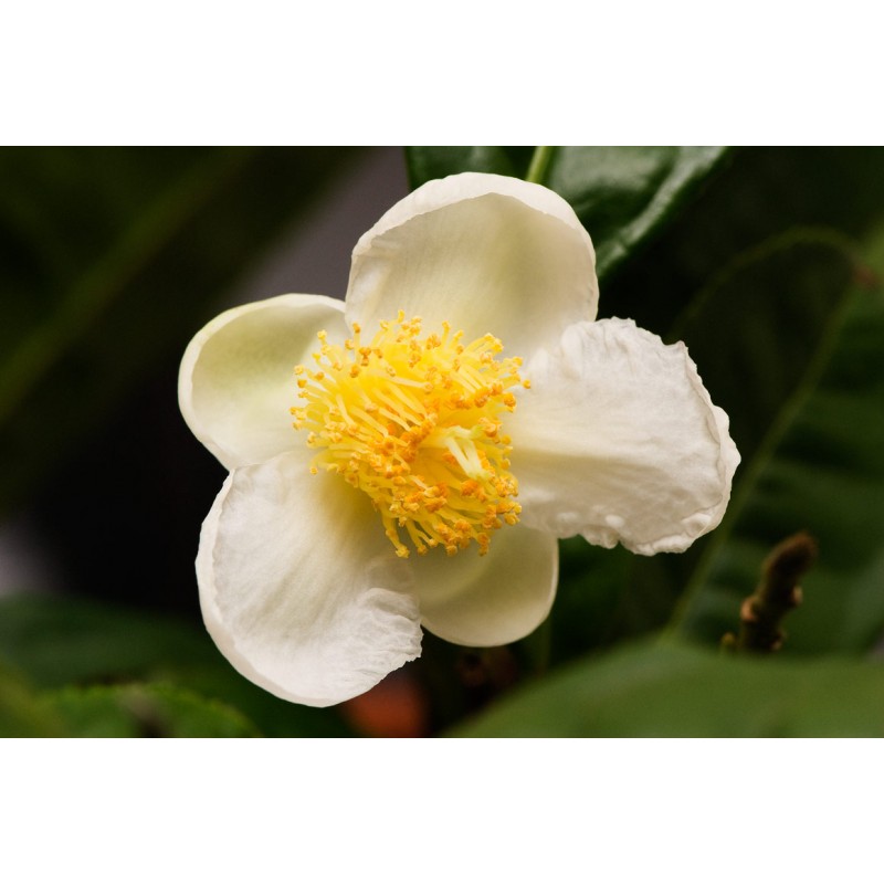Tea shrub - Camellia sinensis