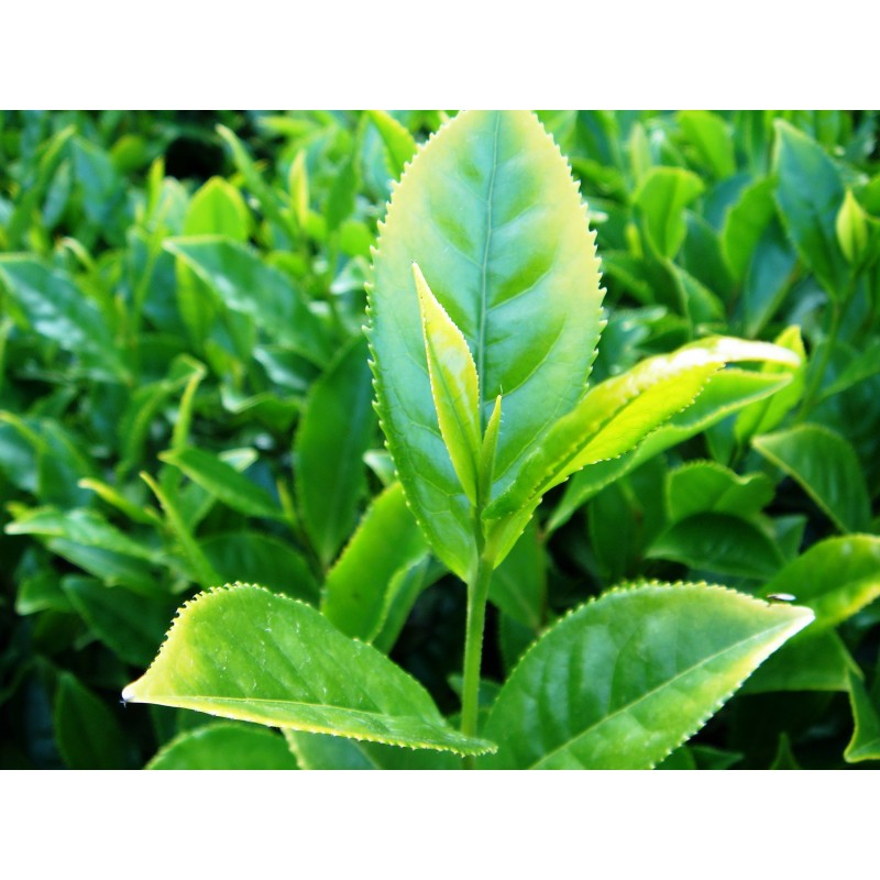 Tea shrub - Camellia sinensis
