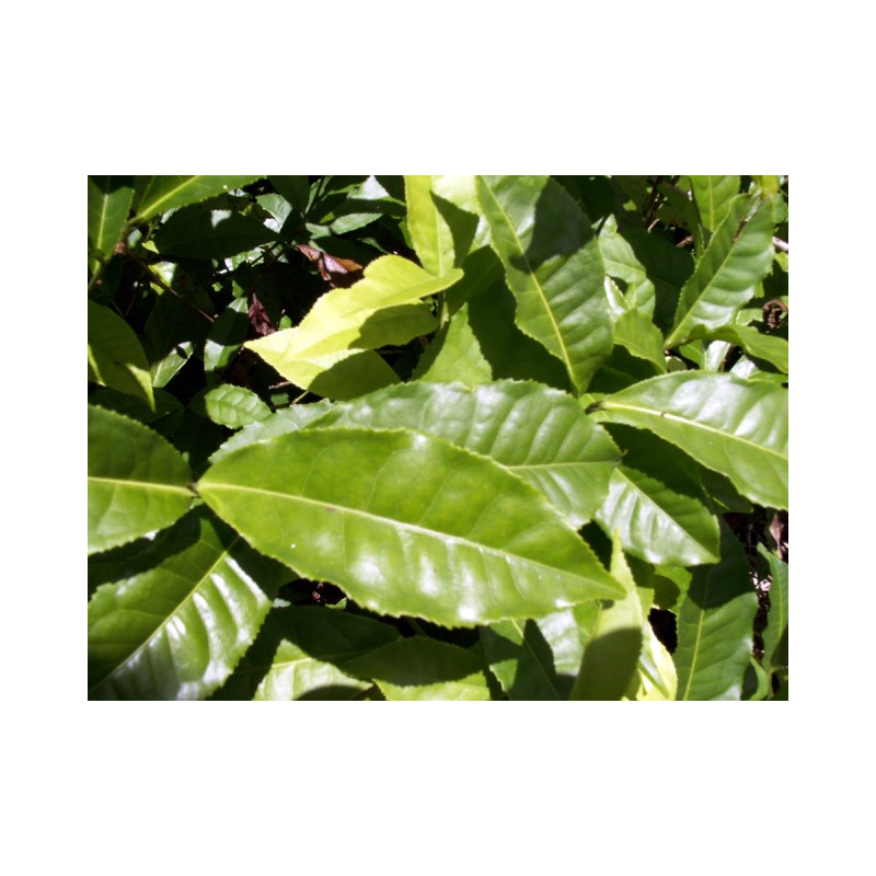 Tea shrub - Camellia sinensis