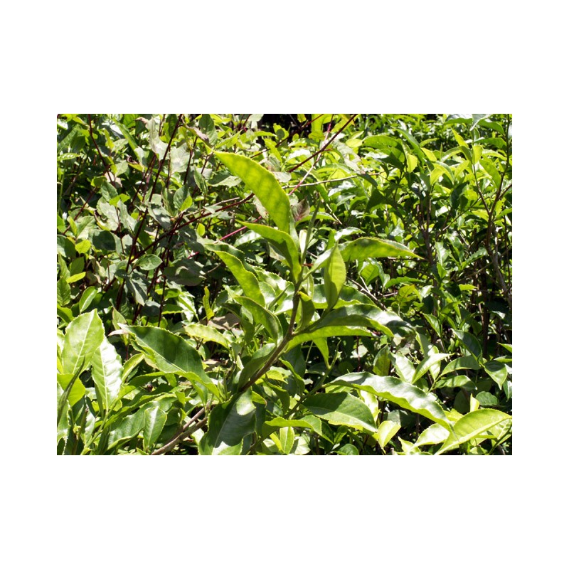 Theeplant - Camellia sinensis