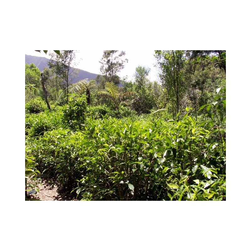 Theeplant - Camellia sinensis