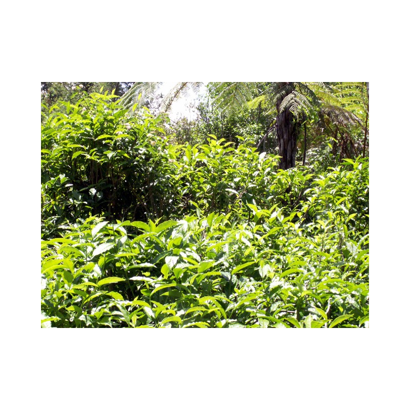 Tea shrub - Camellia sinensis