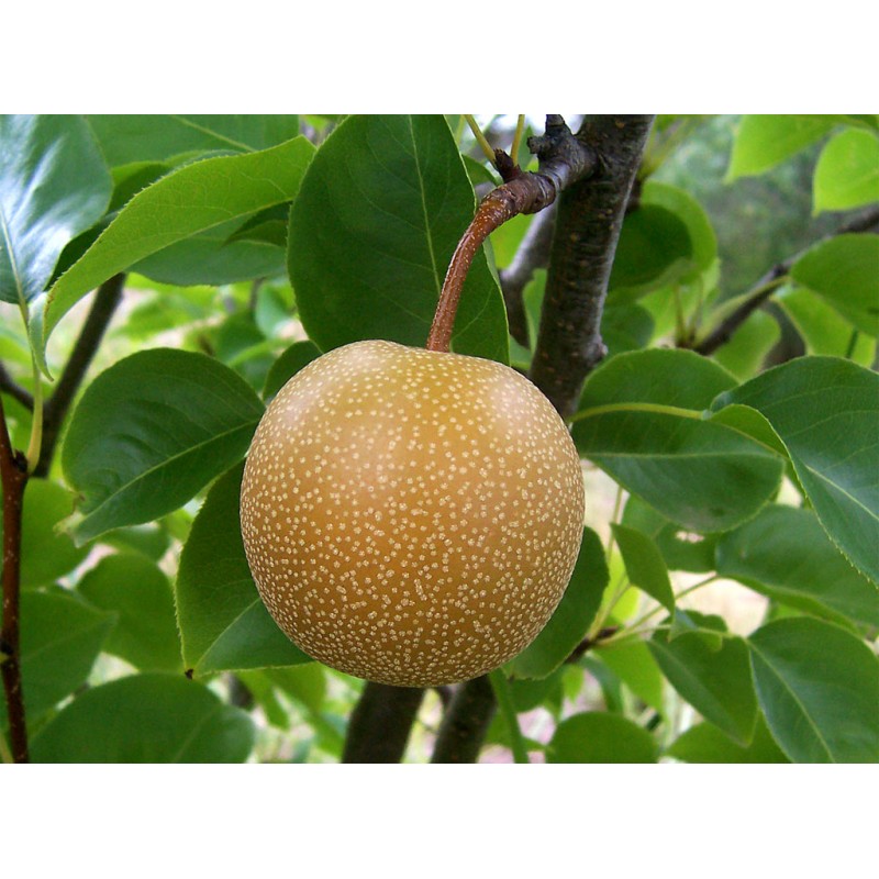 Olympic Nashi pear tree - Pyrus Pyrifolia Olympic