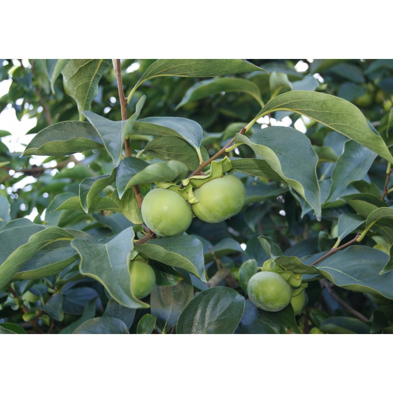 Japanese Persimmon - Diospyros Kaki