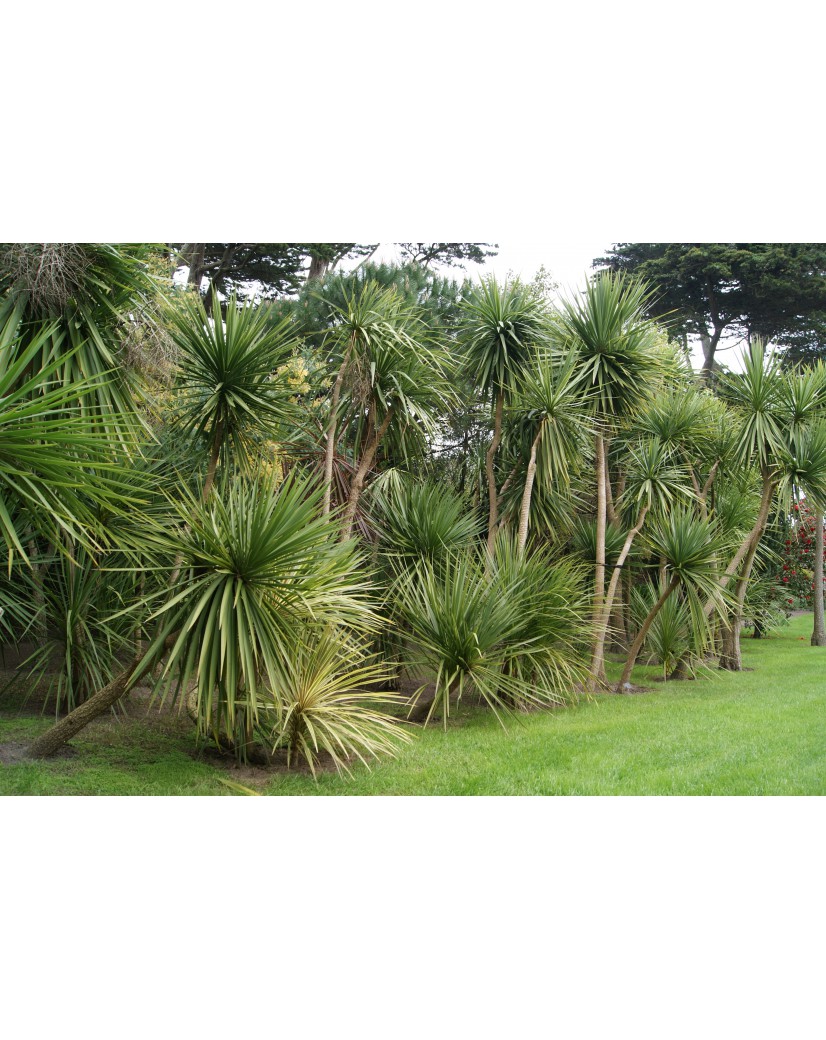 Mountain cabbage tree - Dracaena Indivisa