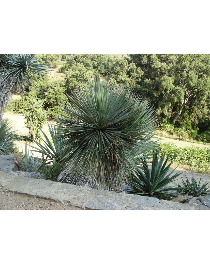 Beaked yucca - Yucca Rostrata
