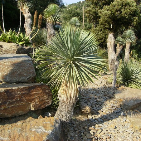 Beaked yucca - Yucca Rostrata