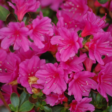 Amoena Japanese Azalea - Azalea Japonica Amoena