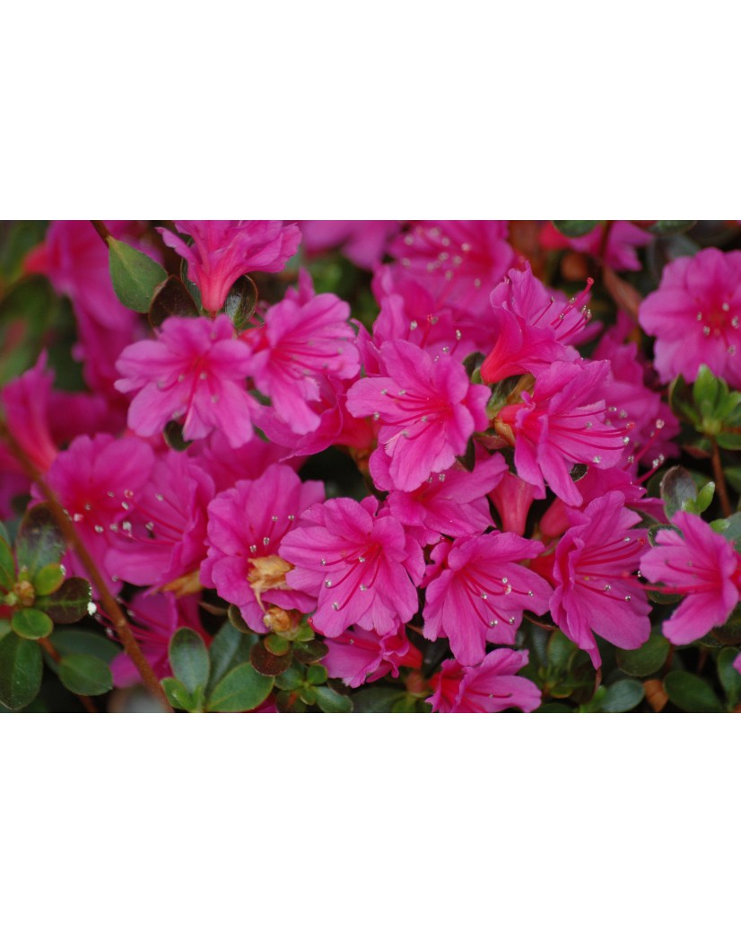 Japanse Azalea Amoena - Azalea Japonica Amoena