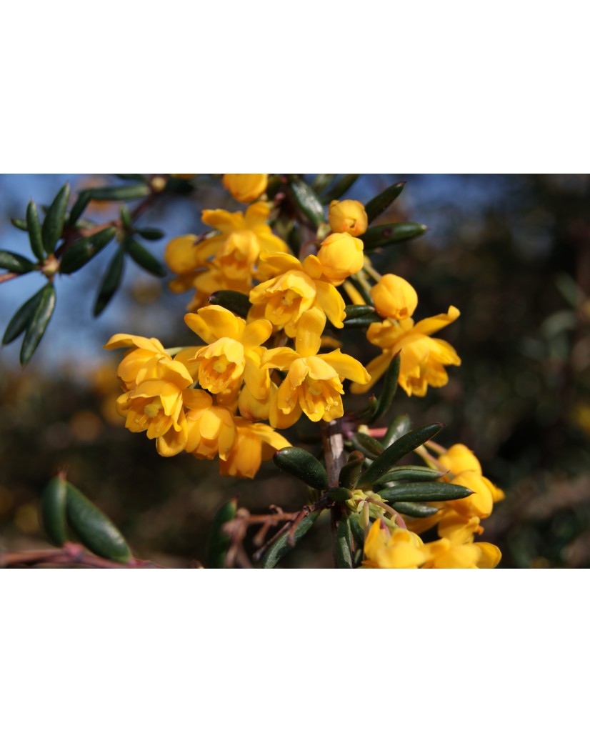 Winter-hazel - Corylopsis Spicata