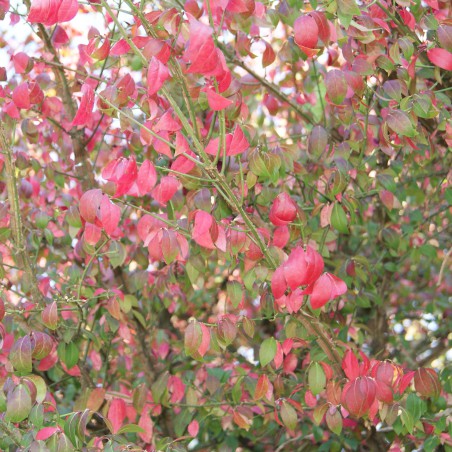 Fusain ailé nain - Euonymus Alatus Compactus