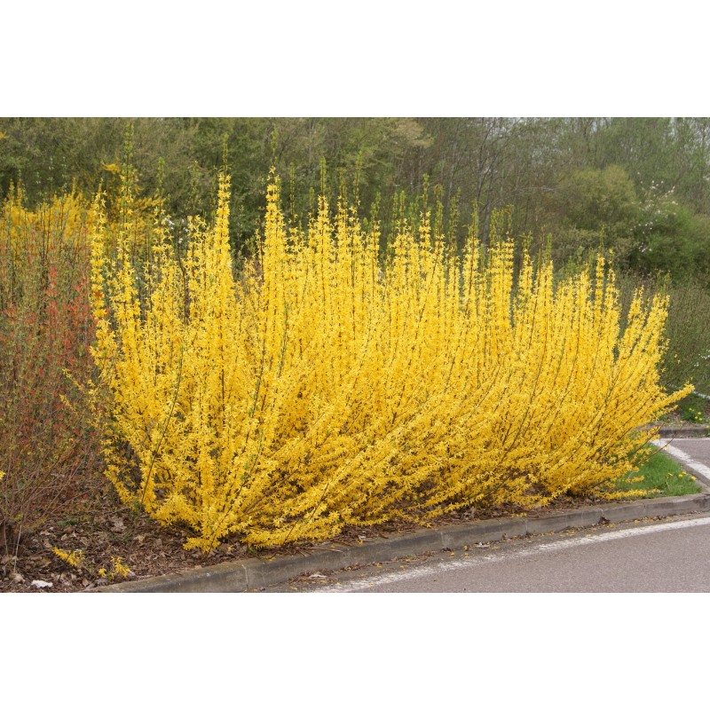 Dwarf Forsythia - Forsythia intermedia Minigold