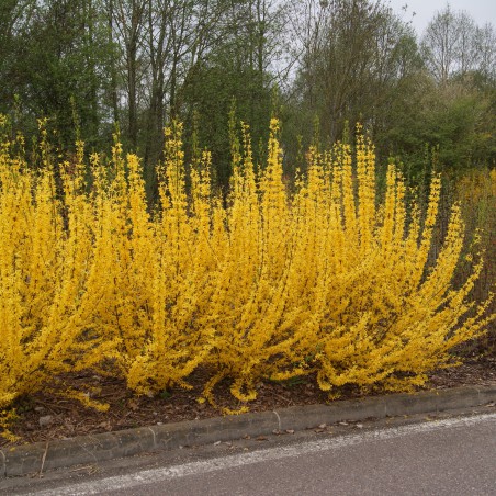 Dwarf Forsythia - Forsythia intermedia Minigold