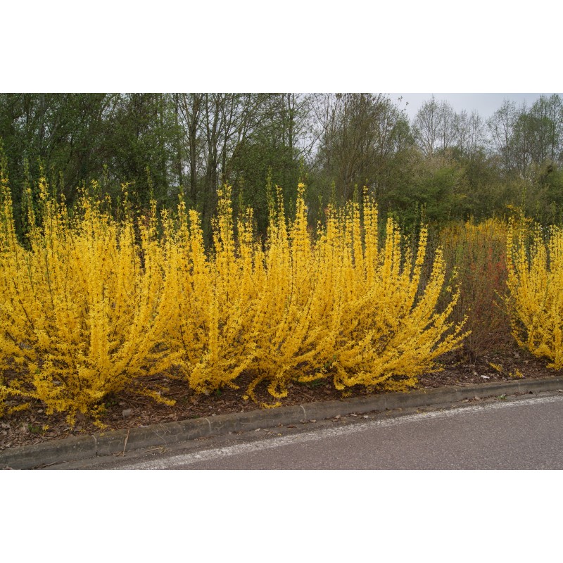 Dwarf Forsythia - Forsythia intermedia Minigold