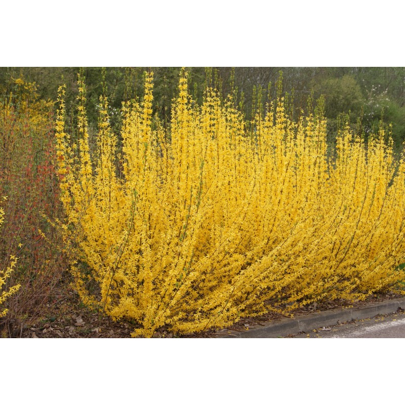 Dwarf Forsythia - Forsythia intermedia Minigold
