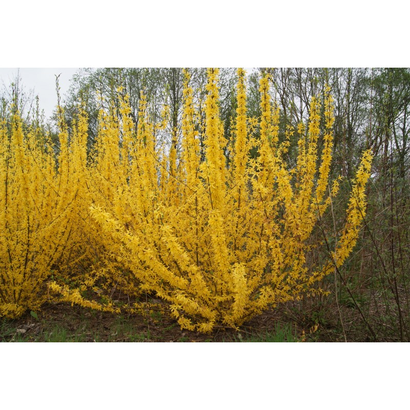 Dwarf Forsythia - Forsythia intermedia Minigold