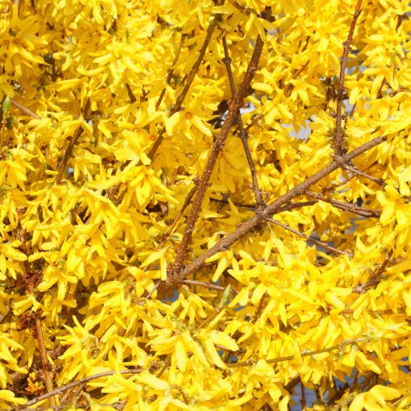 Dwarf Forsythia - Forsythia intermedia Minigold