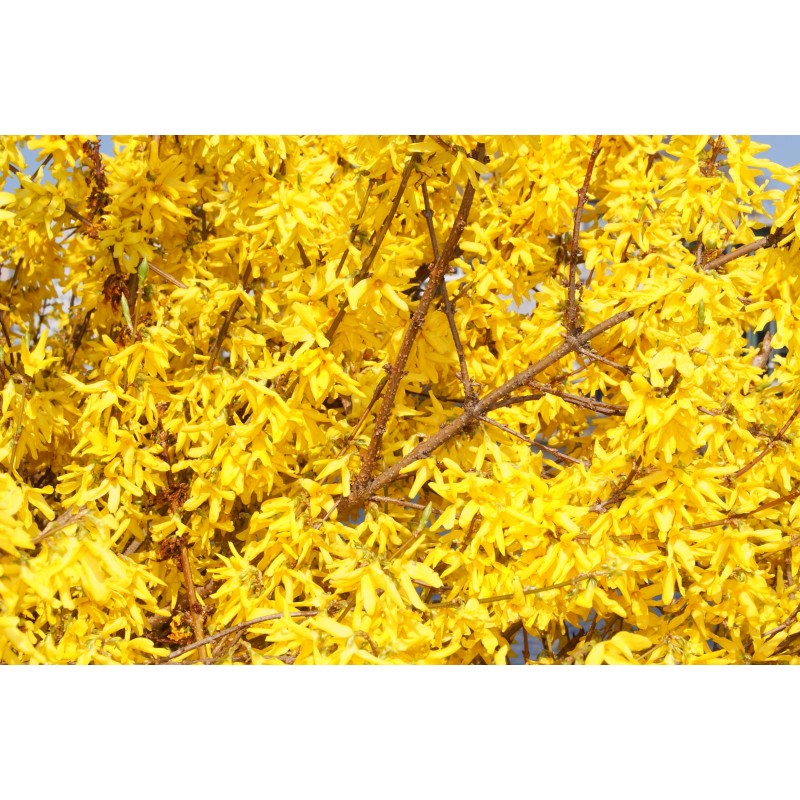 Dwarf Forsythia - Forsythia intermedia Minigold