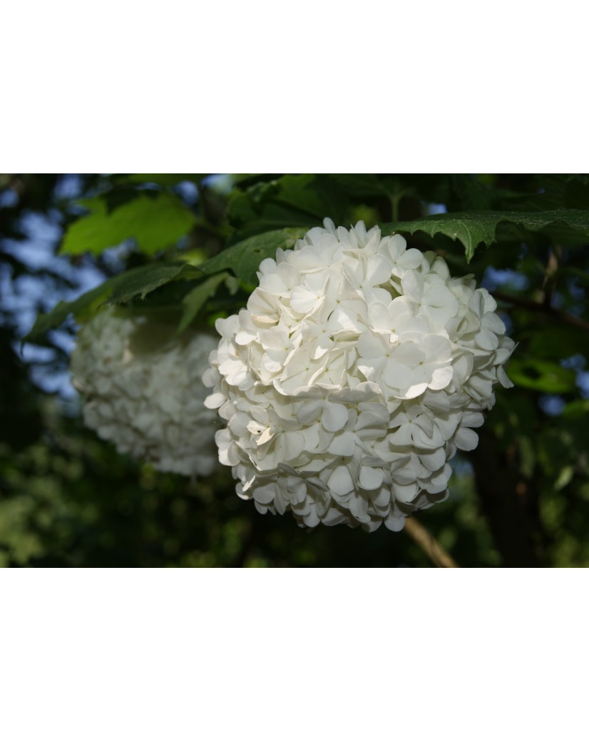 Gelderse Roos - Viburnum Opulus Roseum