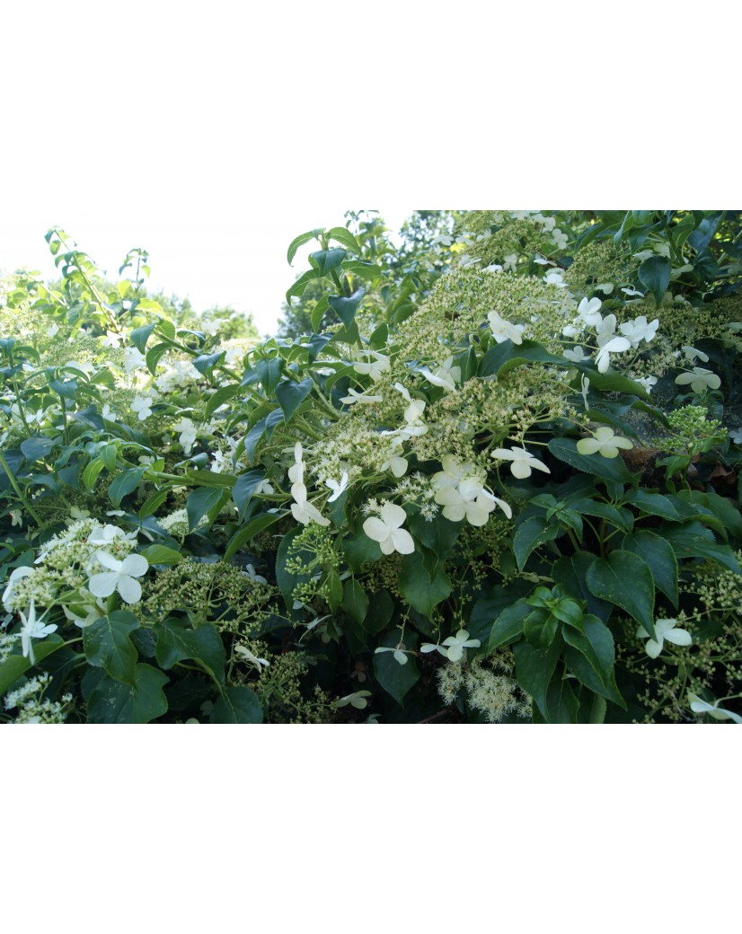 Climbing plants and ground covers