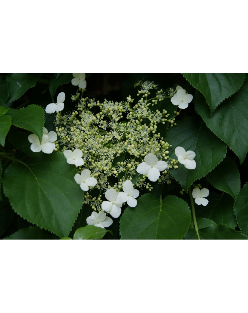 Phantom Panicle Hydrangea - Hydrangea Paniculata Phantom