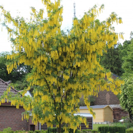 Cytise - Laburnum anagyroides