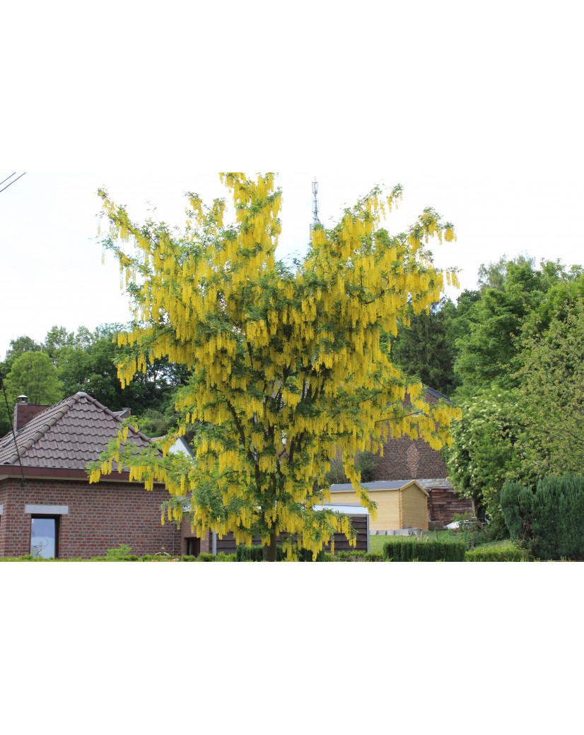 Golden Chain - Laburnum anagyroides