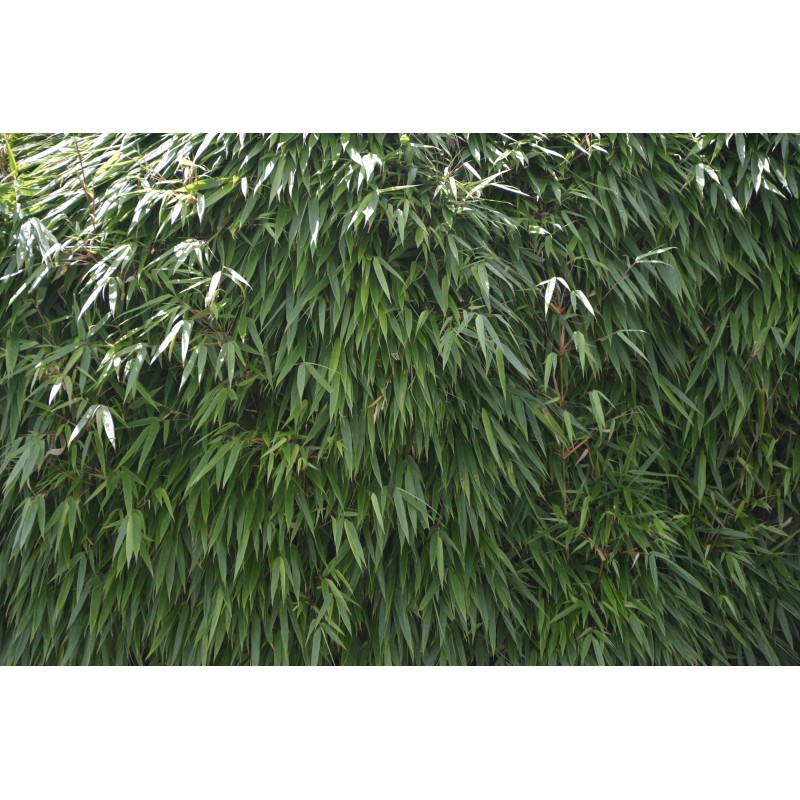 Bamboe Fargesia Robusta Pingwu Bamboe Fargesia Robusta Pingwu