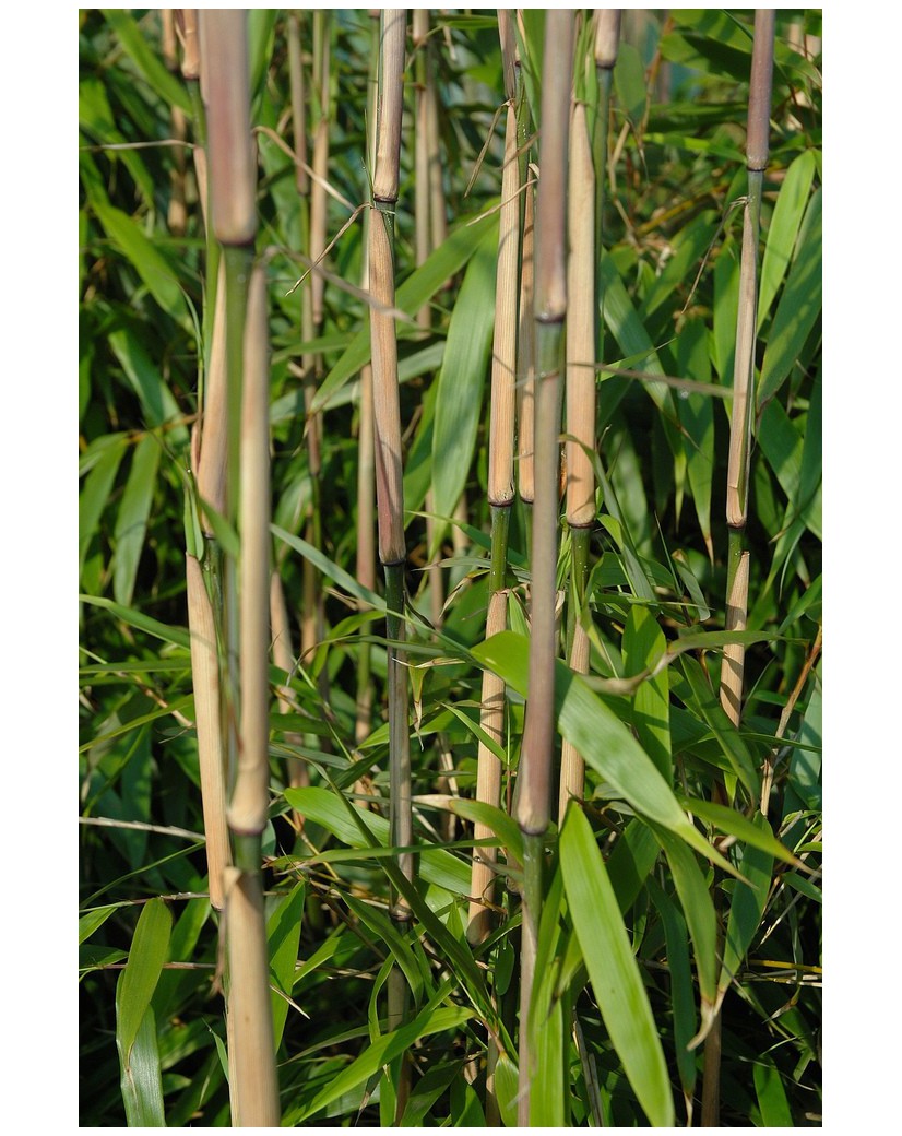 Bamboe Fargesia Green Dragon