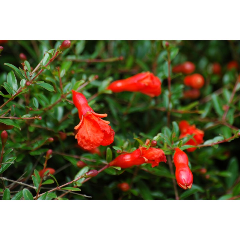 Grenadier nain - Punica Granatum Nana
