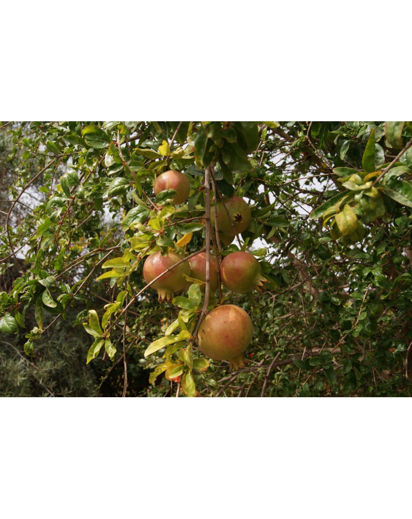 Olympic Nashi pear tree - Pyrus Pyrifolia Olympic