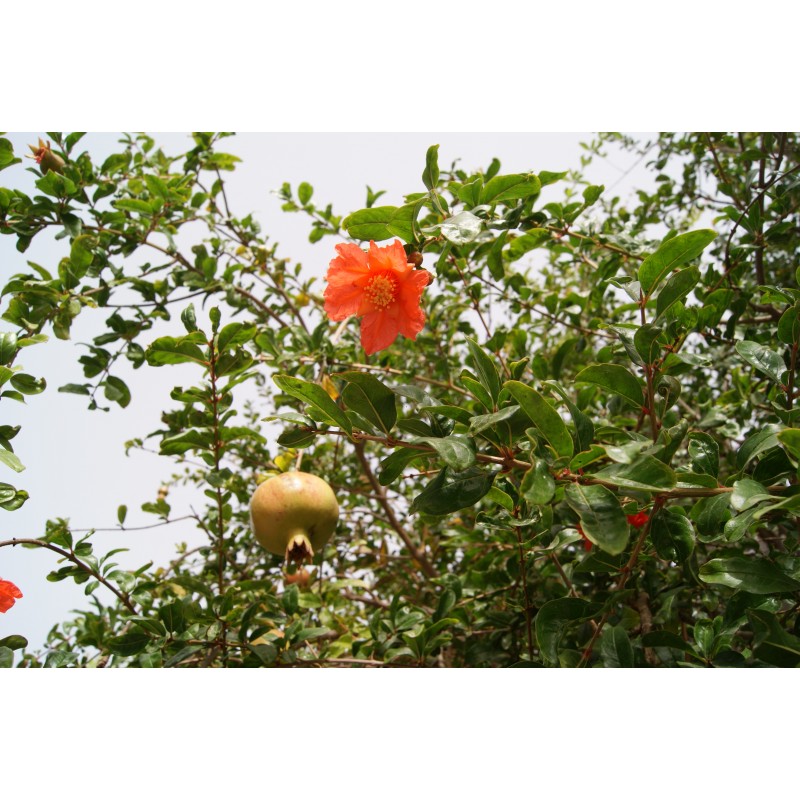 Grenadier à fruit - Punica Granatum Fina Tendral