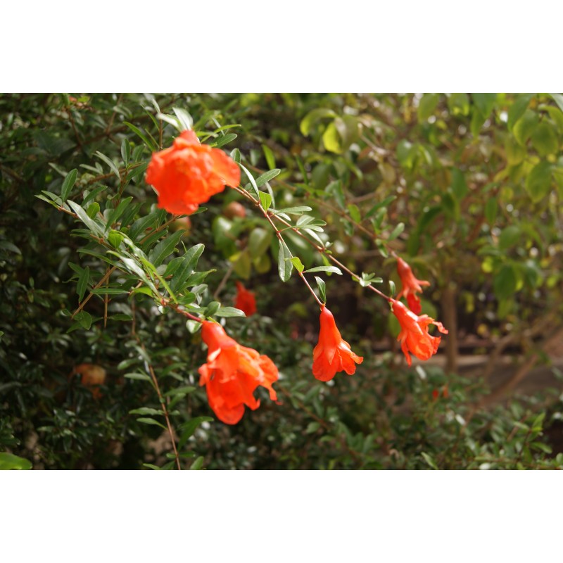 Grenadier à fruit - Punica Granatum Fina Tendral