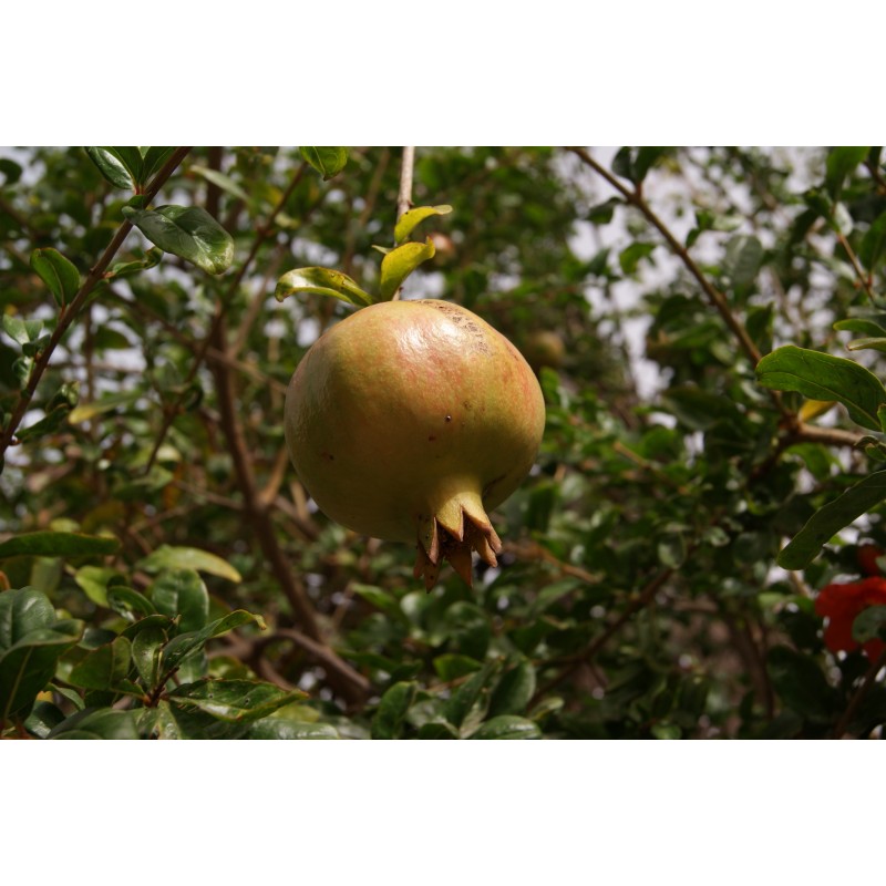 Grenadier à fruit - Punica Granatum Fina Tendral