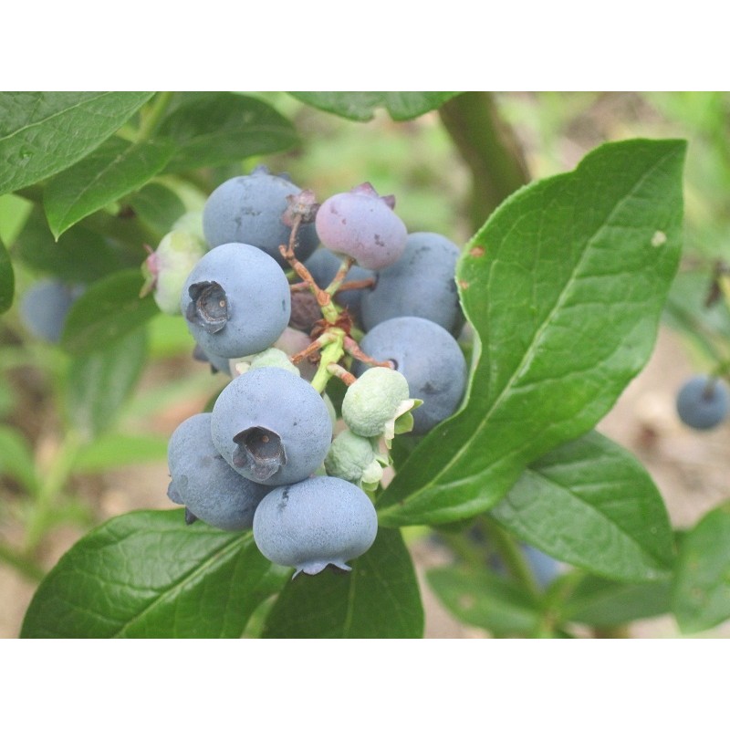 Blueberry 'Patriot' - Vaccinium corymbosum Patriot