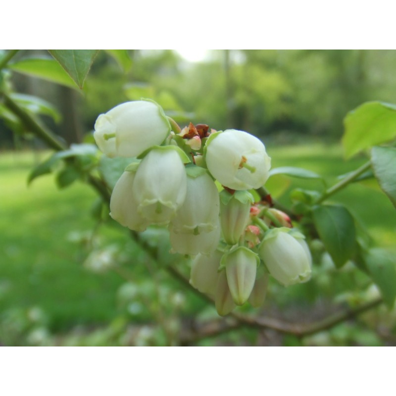 Blueberry 'Patriot' - Vaccinium corymbosum Patriot