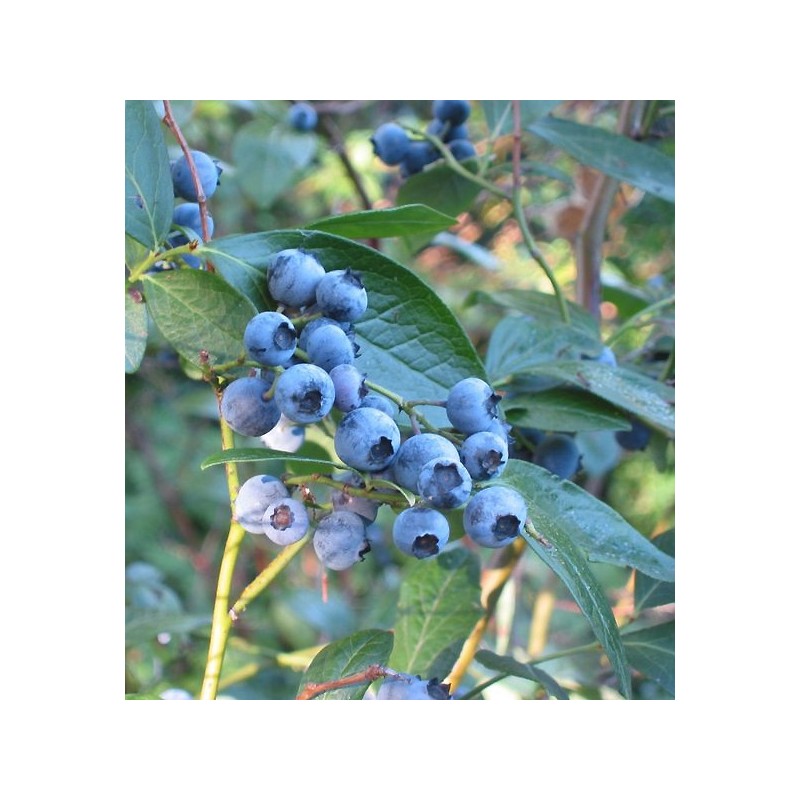 Amerikaanse Blauwe bes 'Patriot' - Vaccinium corymbosum Patriot