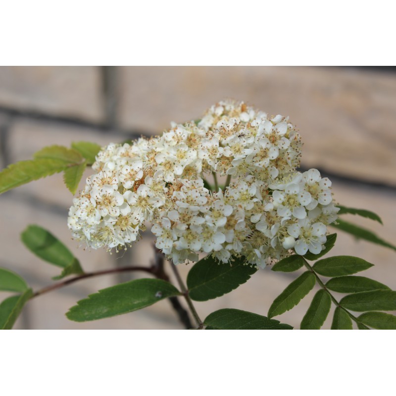 Sorbier des oiseleurs - Sorbus Aucuparia