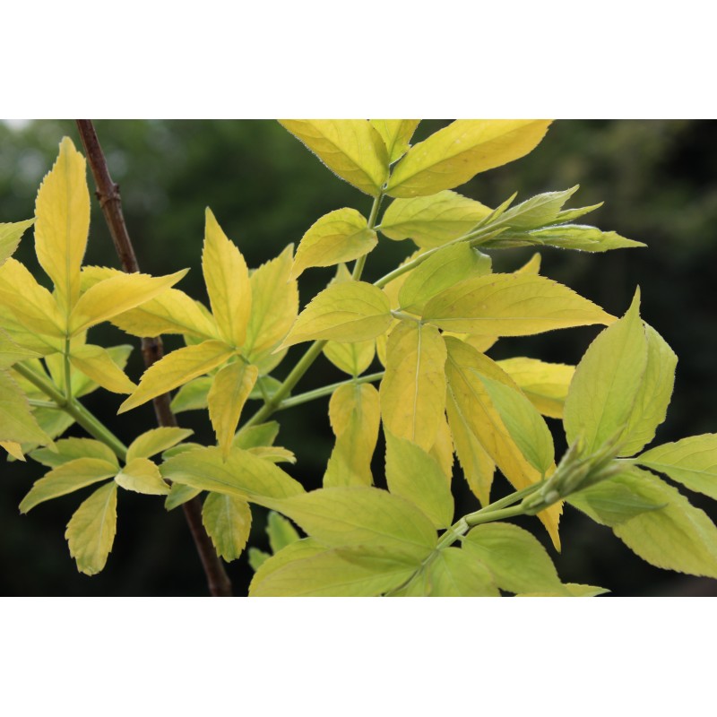 Golden Elder - Sambucus nigra aurea