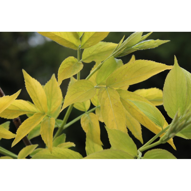 Golden Elder - Sambucus nigra aurea