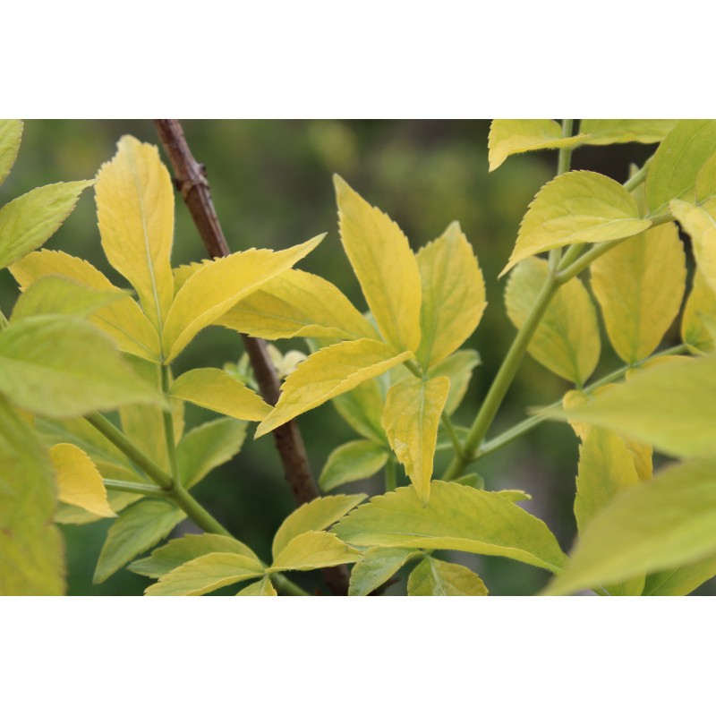 Golden Elder - Sambucus nigra aurea