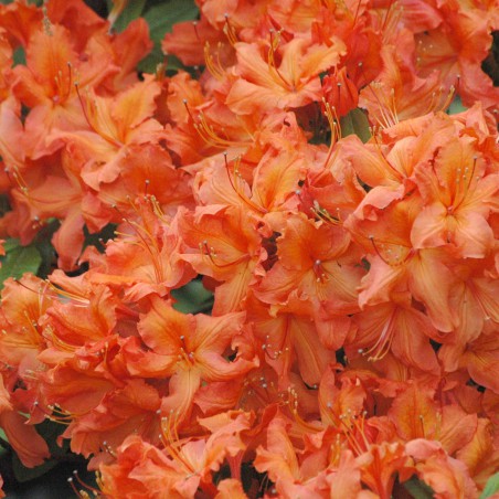 Chinese Azalea Golden Eagle - Azalea Mollis Knap-hill Golden Eagle