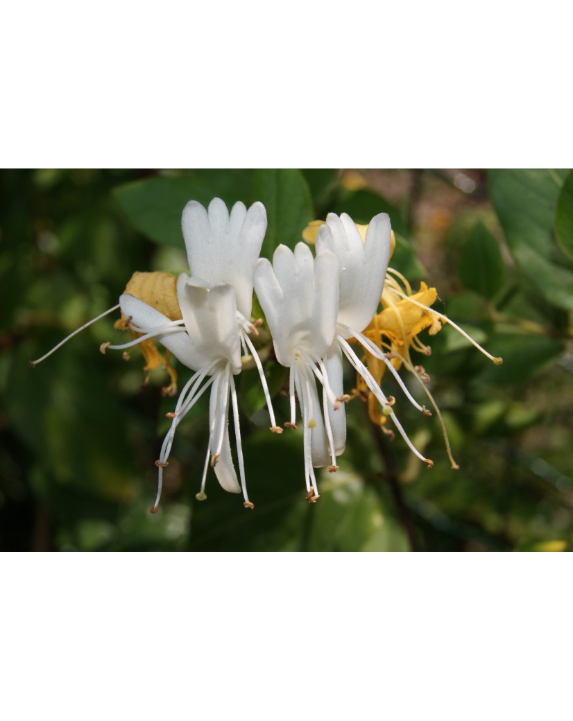Honeysuckle Hall's Prolific - Lonicera Japonica Hall's Prolific