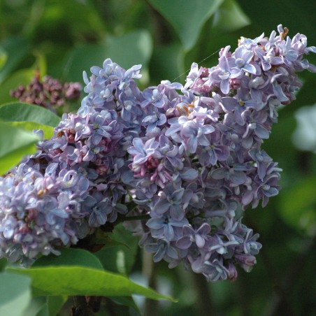 President Grevy lilac - Syringa Vulgaris Président Grevy